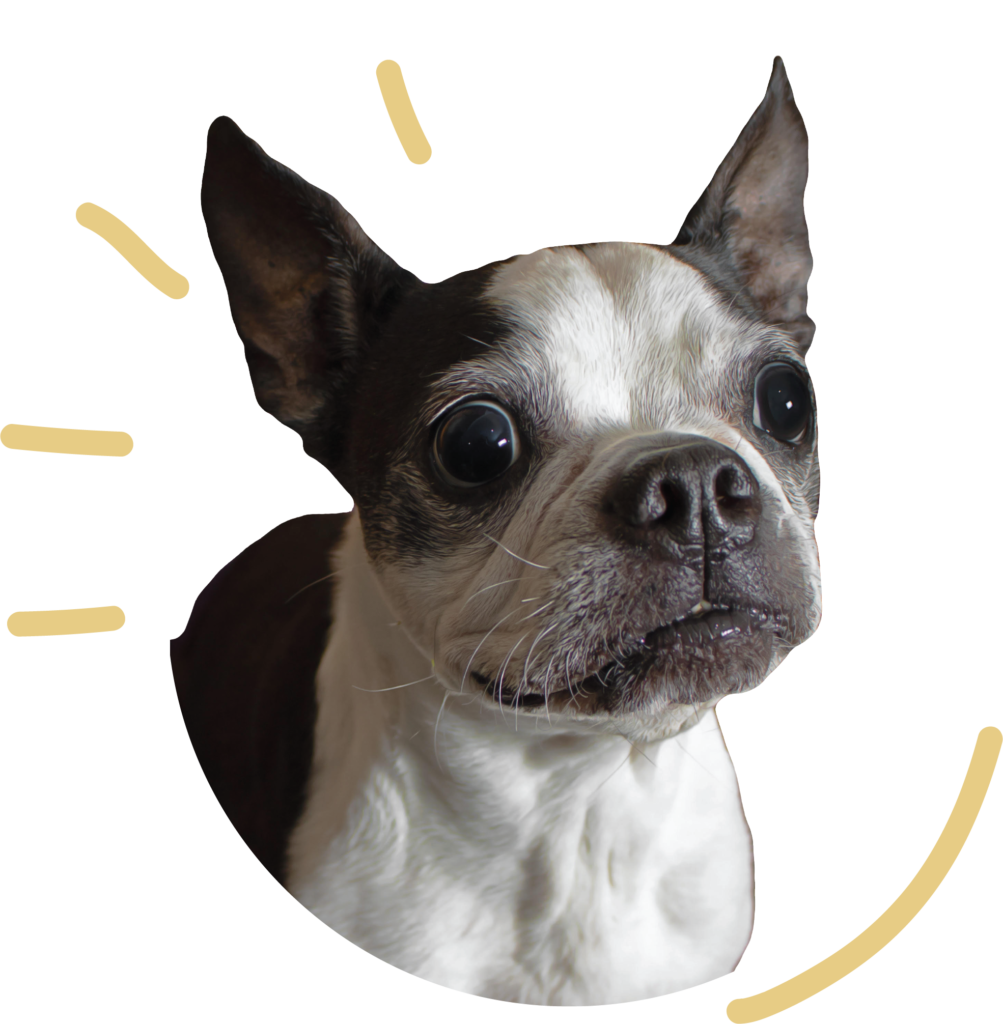 For Pete's Sake Dog Rescue | Brachycephalic Breeds